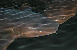 Touch A Shark April 16-24 at The Maritime Aquarium at Norwalk in ...