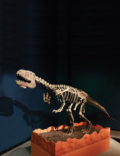 Take a Walk Through the Dinosaur Age at the Bruce Museum – Connecticut ...