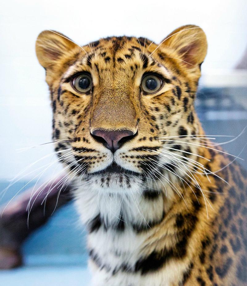 Incredibly rare Amur Leopard at Beardsley Zoo – Connecticut Travel