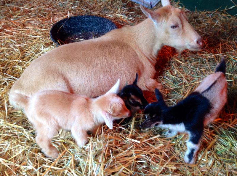 Beardsley Zoo welcomes three new Nigerian Dwarf goats! – Connecticut Travel