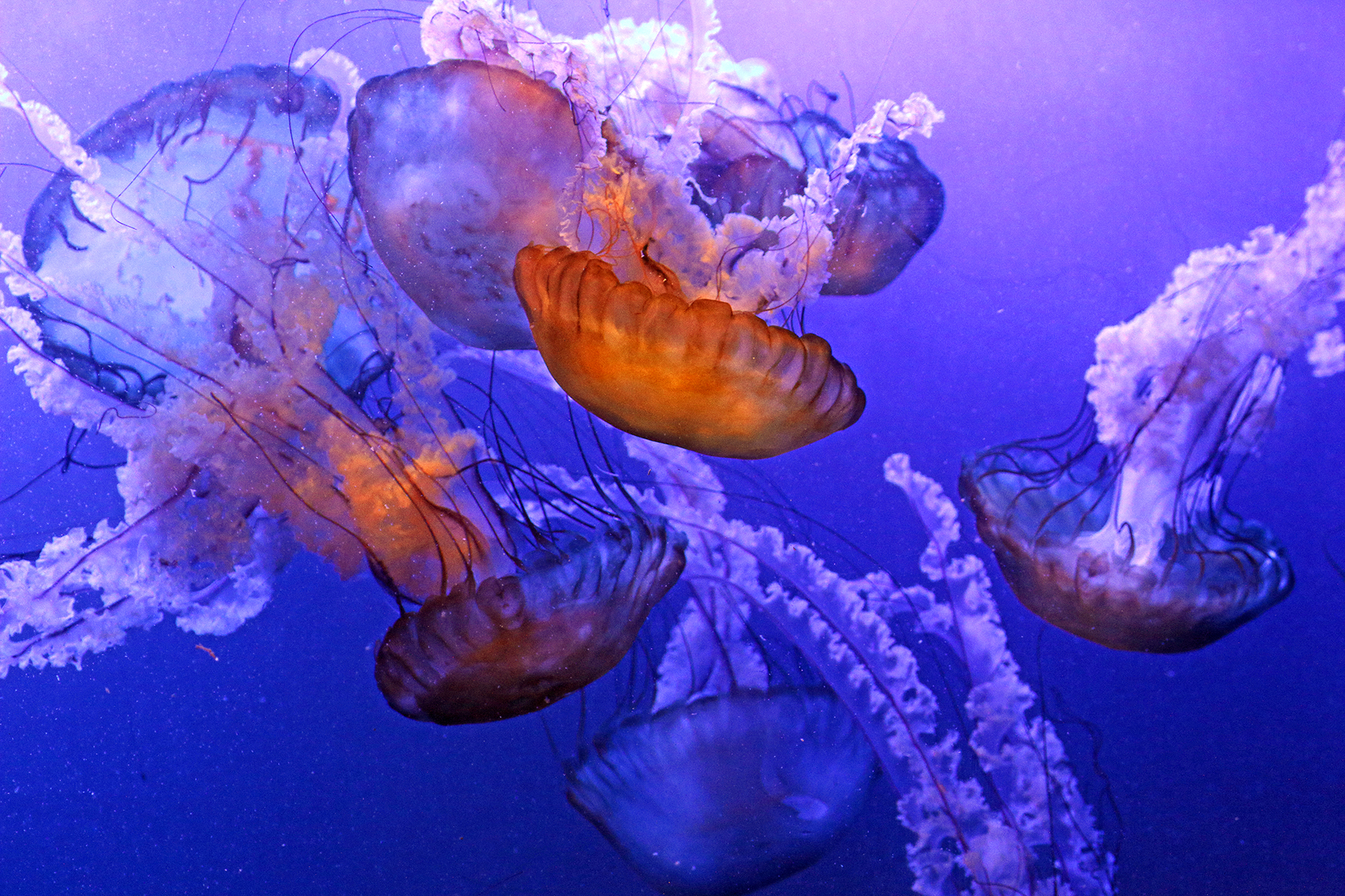 Journey with Jellies Bigger and Better @ Maritime Aquarium Norwalk ...