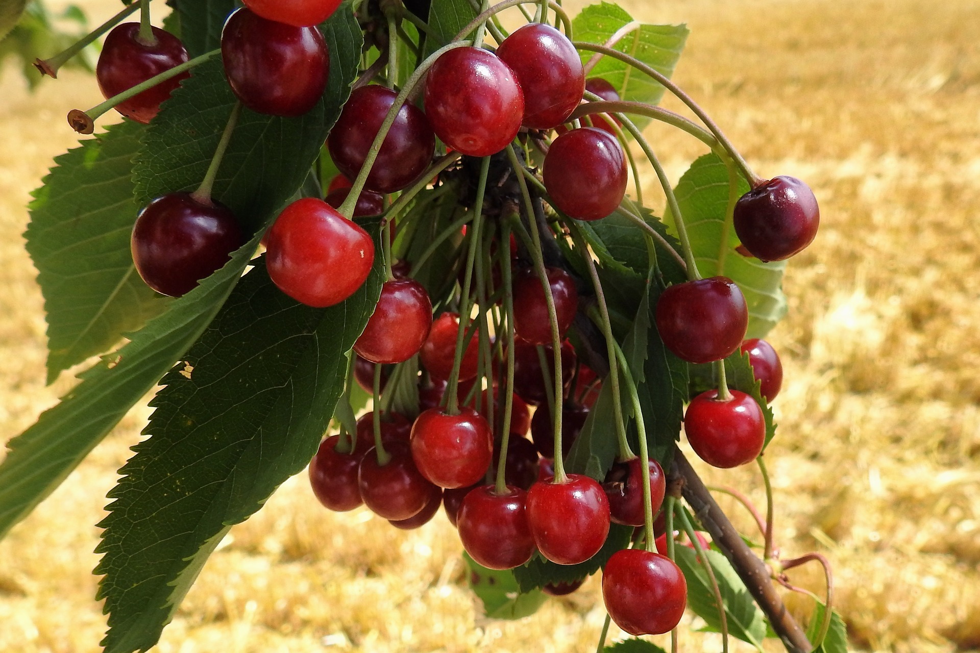 Medicinal Monday – Wild Cherry Tree – Connecticut Travel