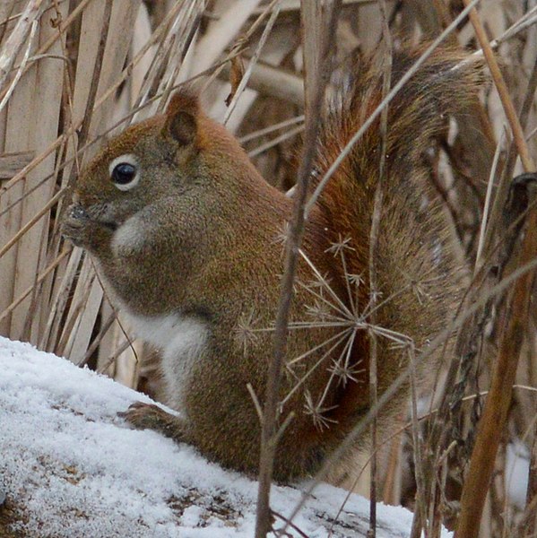 Maple Sugaring Legend – The Iroquois and the Fiesty Red Squirrels ...