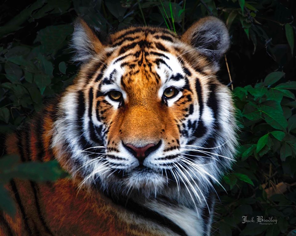 Connecticut’s Beardsley Zoo to Reopens June 1 – Connecticut Travel