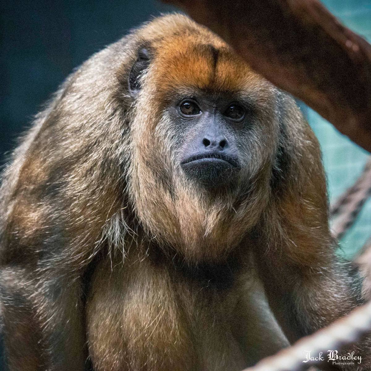 Connecticut’s Beardsley Zoo Welcomes Two New Black and Gold Howler ...