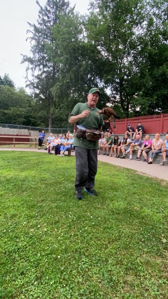 Connecticut’s Beardsley Zoo Presents Skyhunters in Flight Every Weekend ...