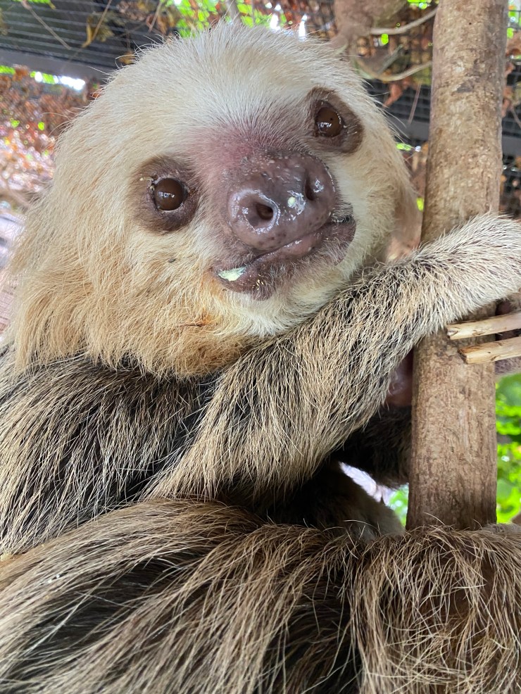 CT’s Beardsley Zoo to Inaugurate Rhubarb the Sloth on Dec 8 ...