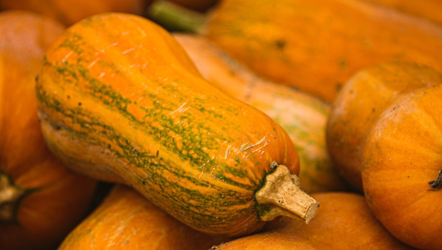 Enjoy the Harvest Celebration and Fall Foliage @ Husky Meadows Farm ...